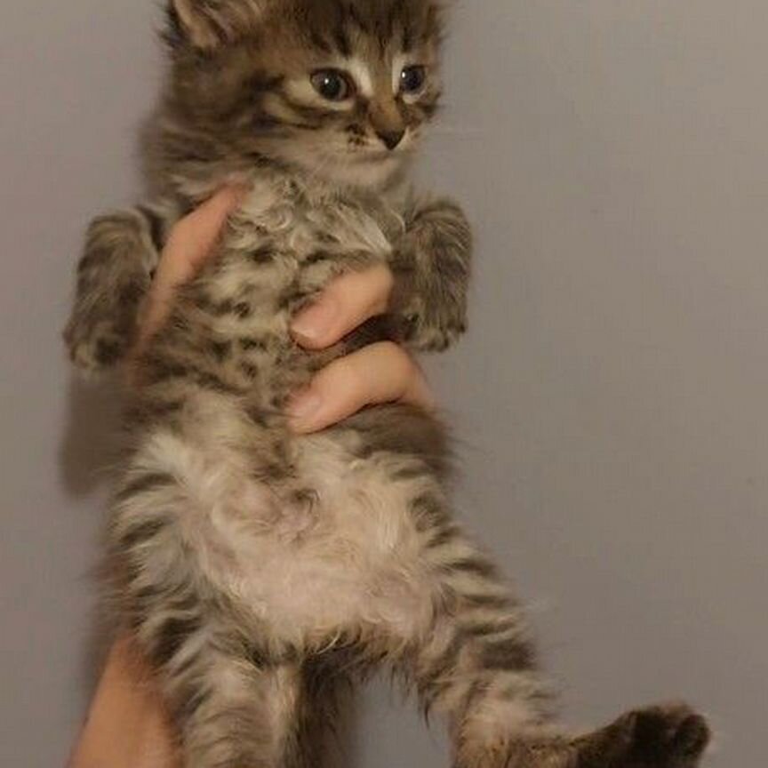 Ласковый котенок в добрые руки