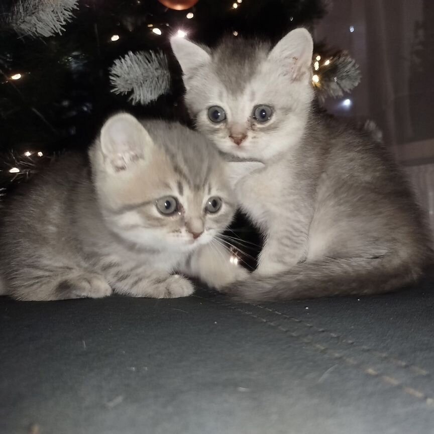 Шотландский прямоухий короткошёрстный котёнок