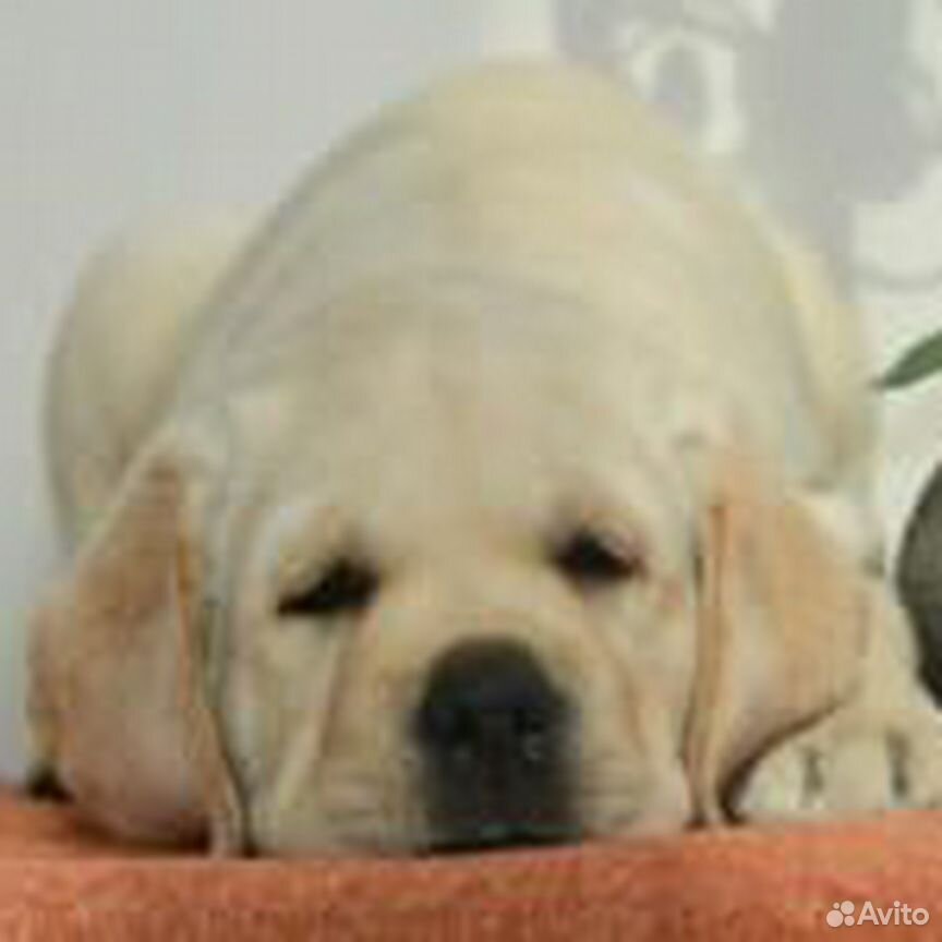 Щенки лабрадора палевого окраса от Чемпионов