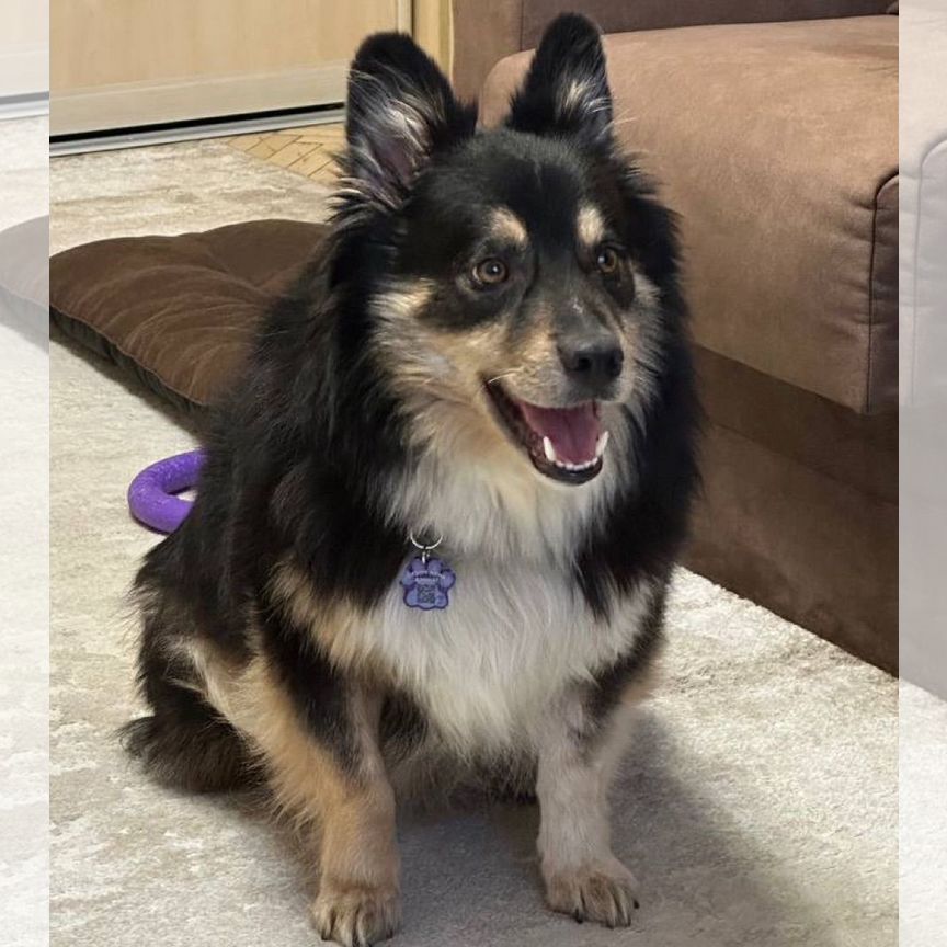 Взрослый пёс в добрые руки