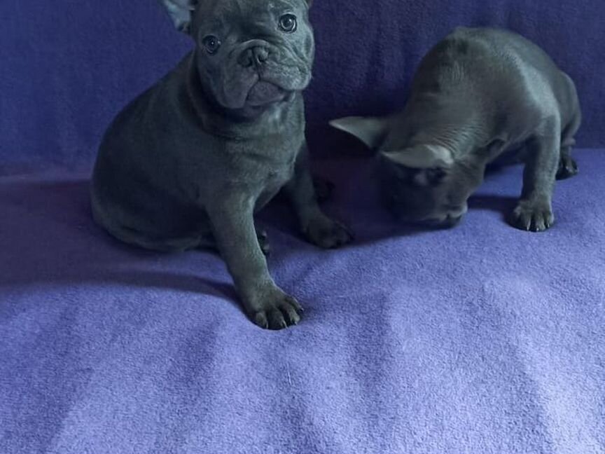 Голубые малышки