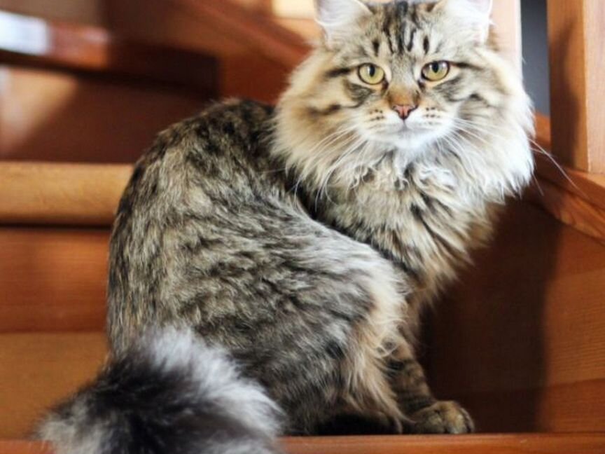 Кошечка Феня 2,5 года