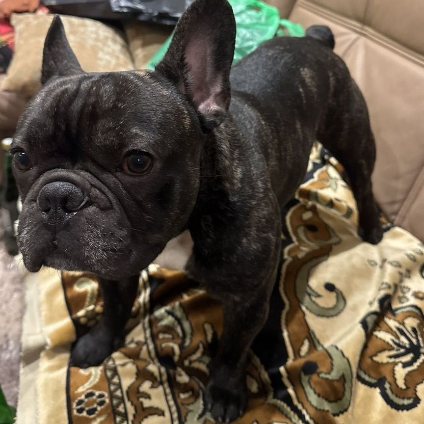 Французский бульдог, вязка