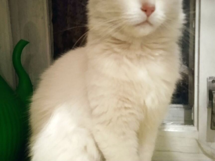 Интеллигентная блондинка ищет дом