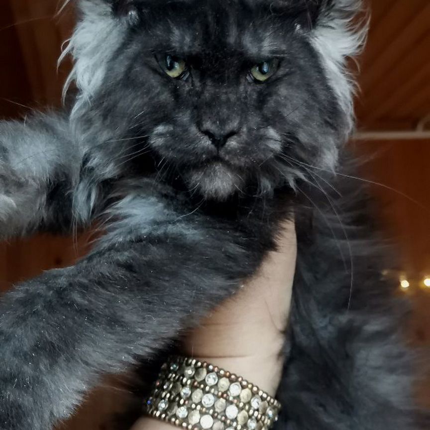Котята мейн-кун черный дым
