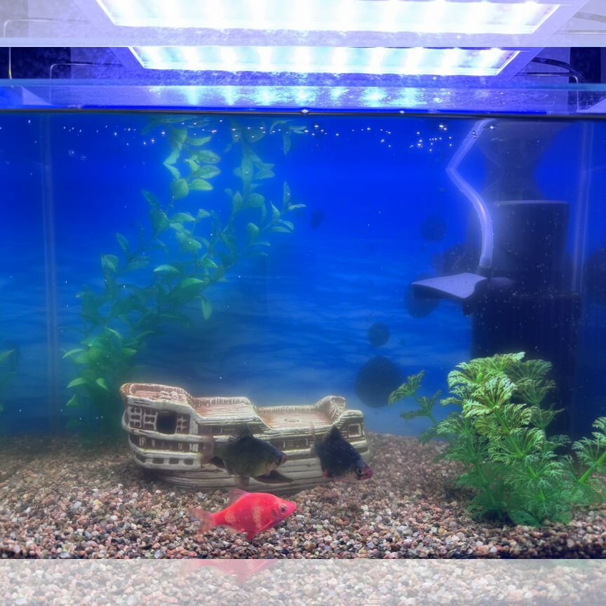 Аквариум без швов