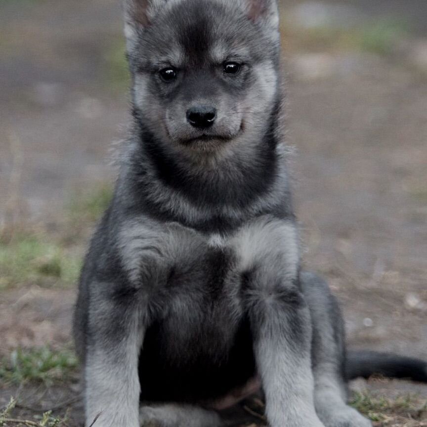 Сибирский хаски щенки (Питомник)