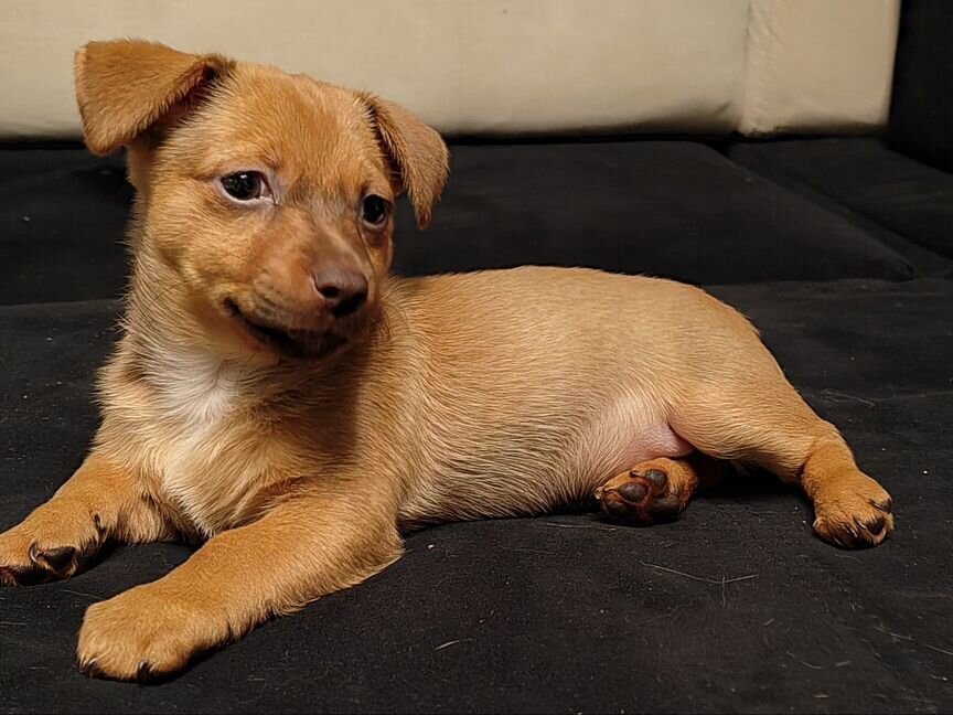 Карликовый пинчер, цвергпинчер