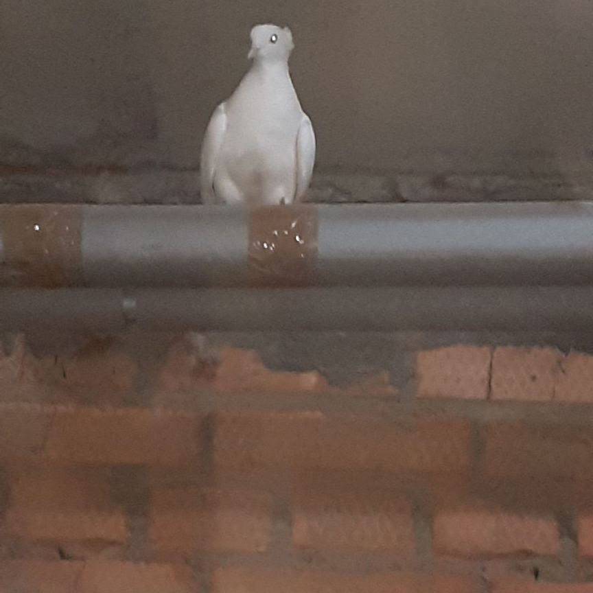 Птица Голубь