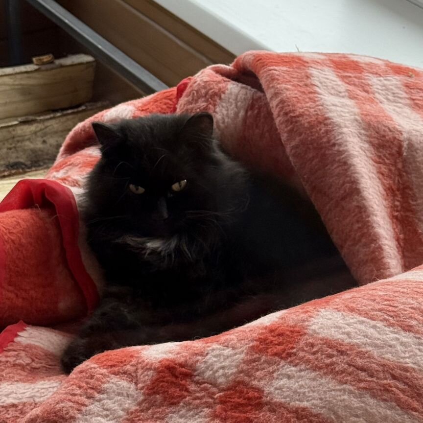 Взрослый кот в добрые руки