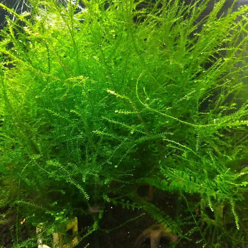 Мох аквариумный