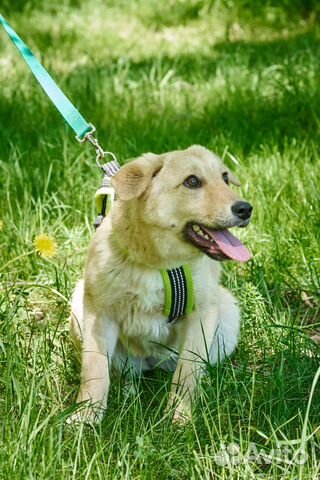 Щеночек Молли из приюта ищет семью