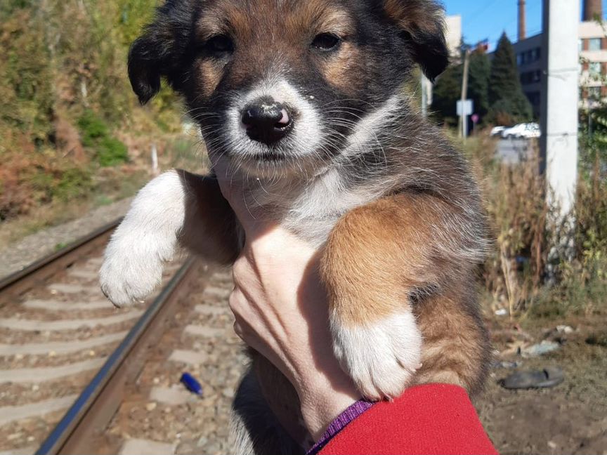 Щенок в добрые руки