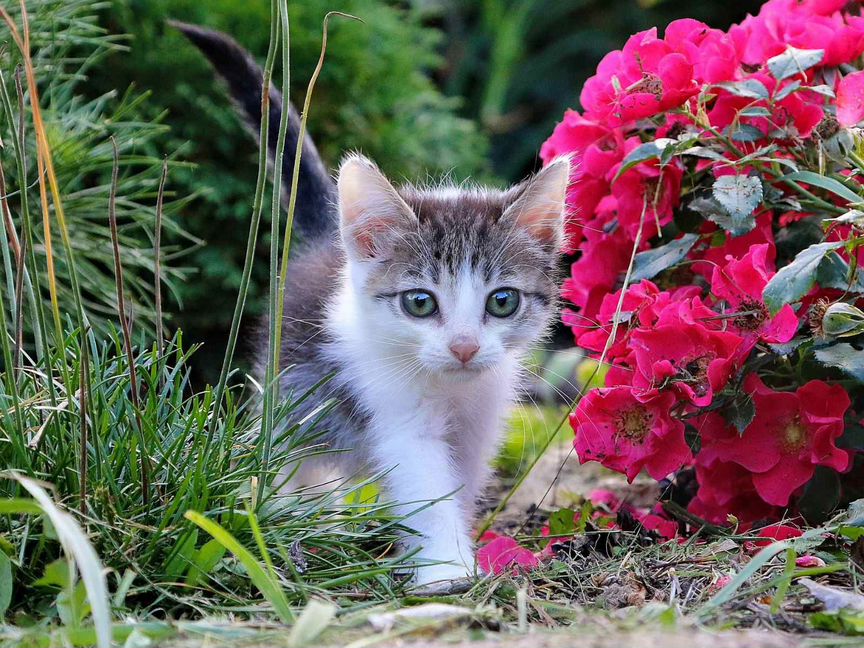 Котёнок девочка