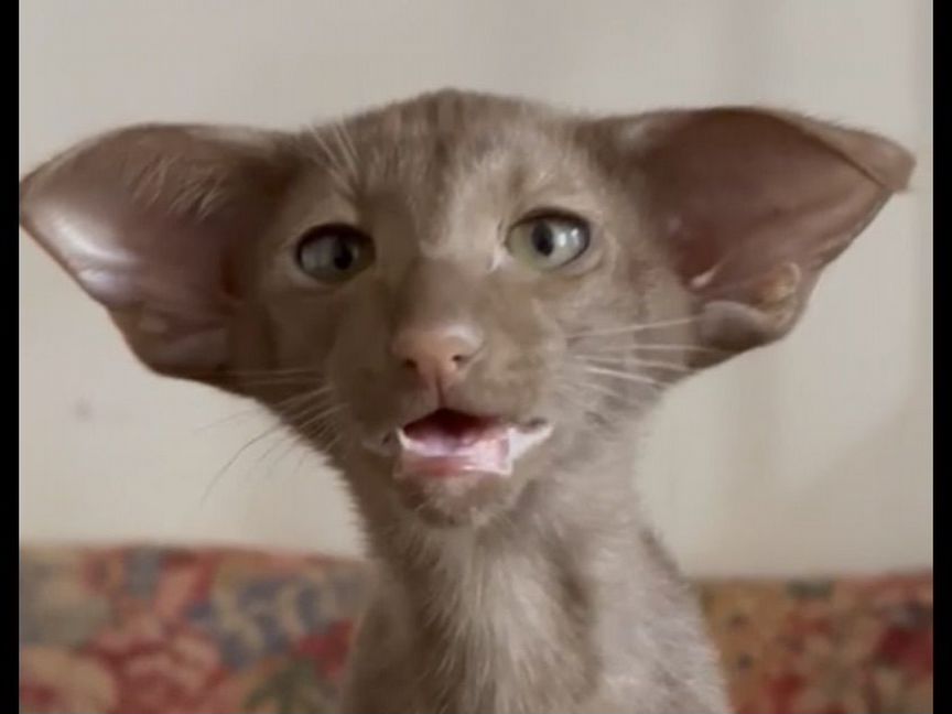 Ориентальная кошка