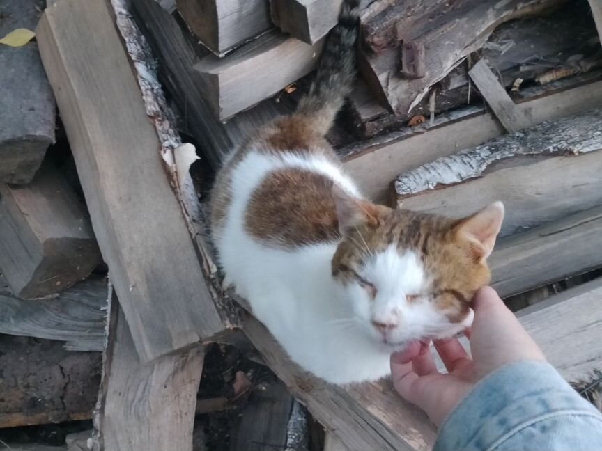 Котик без глазика