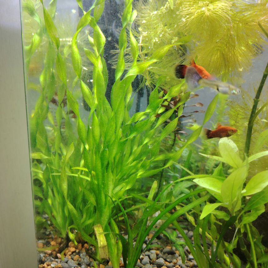 Аквариумное растение валиснерия спиральная