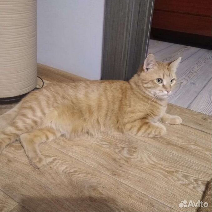 Пушистик потеряшка