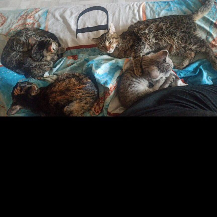 Кошки