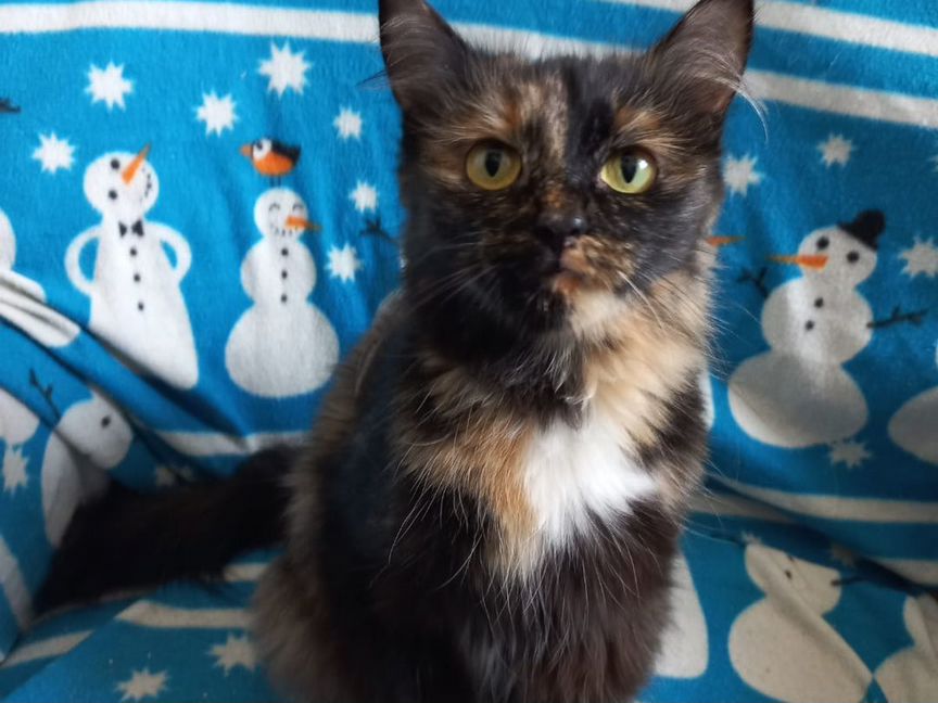 Кошечка стерилизованная