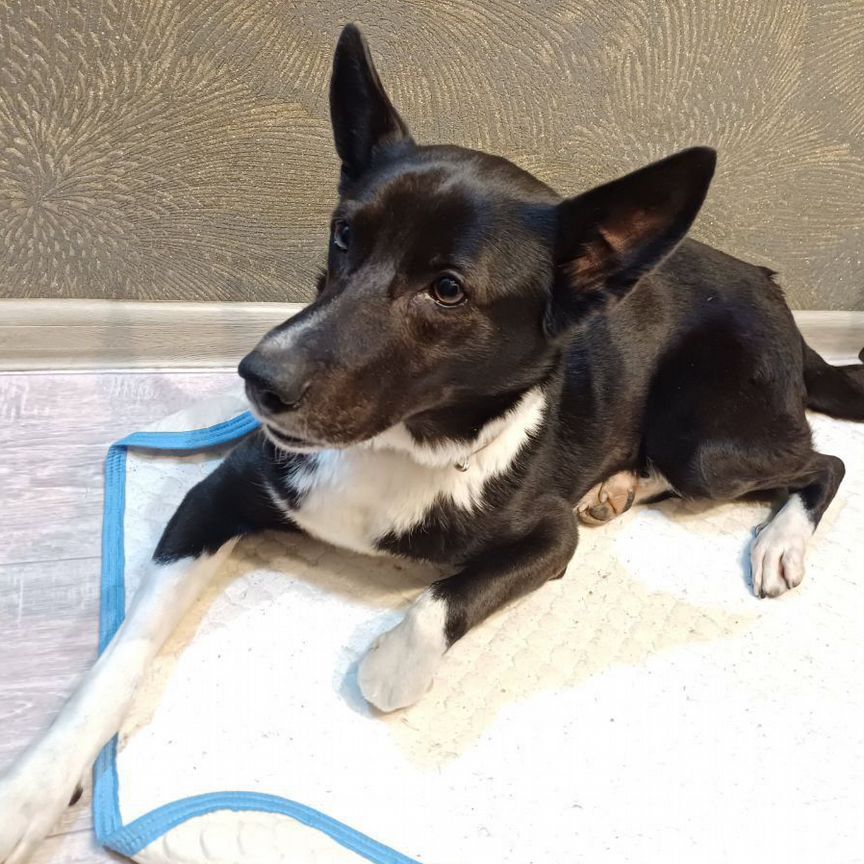 Взрослая собака в добрые руки