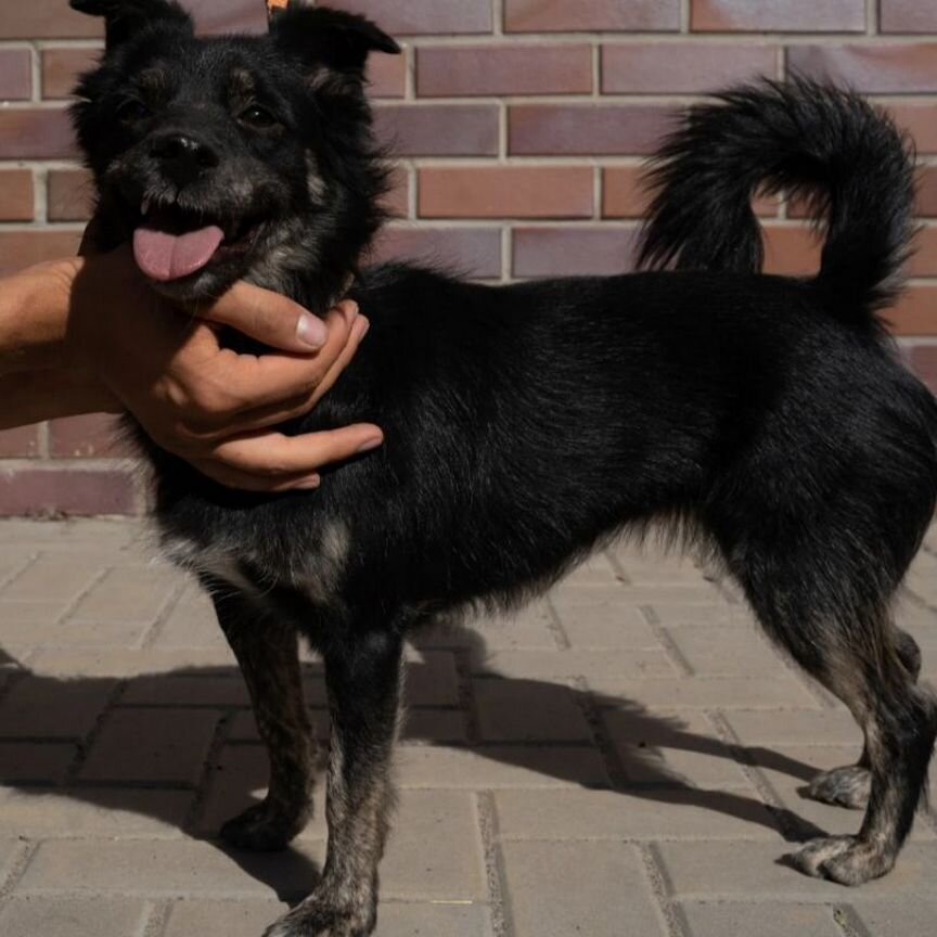 Шустрик Алька мечтает о семье