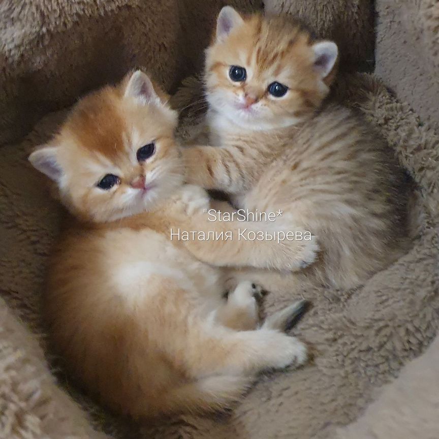 Британский короткошёрстный котёнок