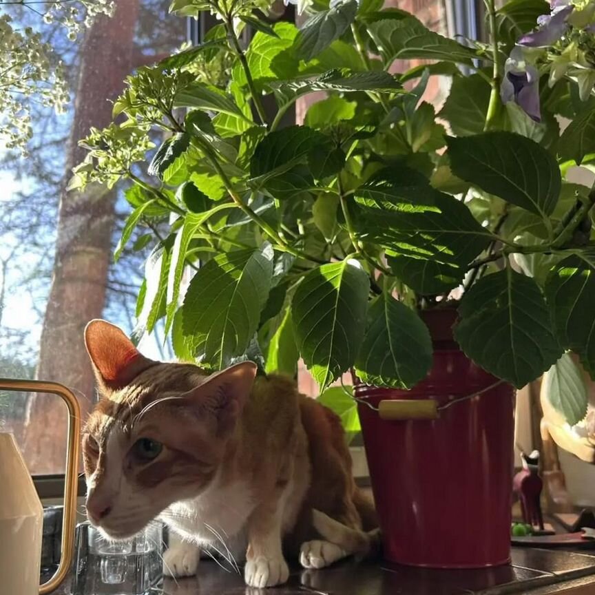 Ориентальный, взрослый кот