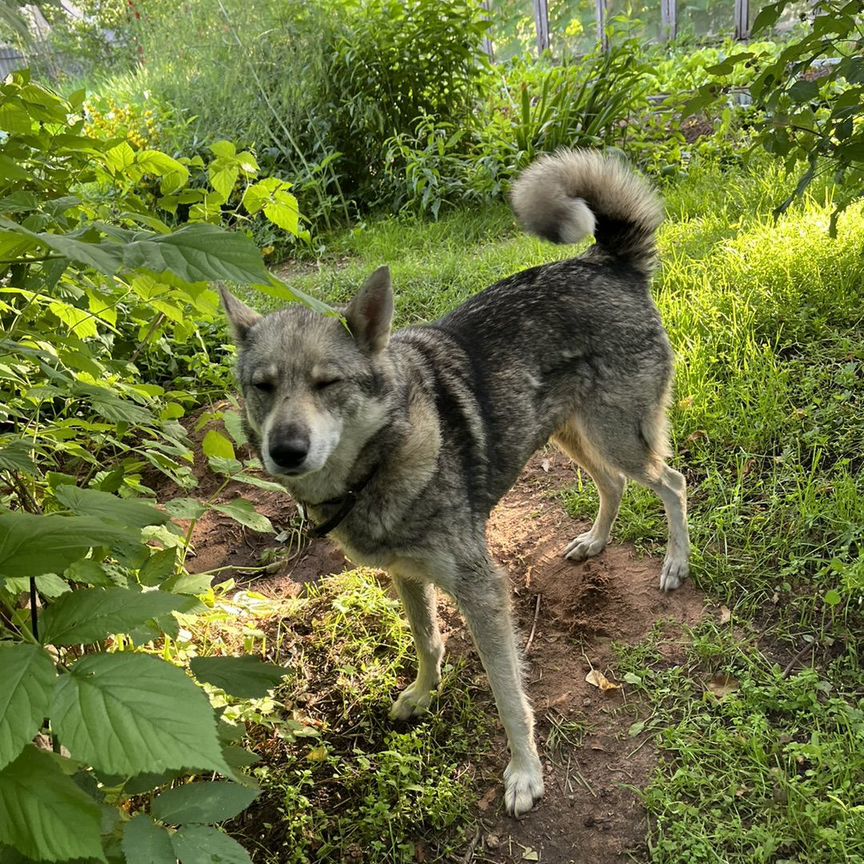 Западно сибирская лайка