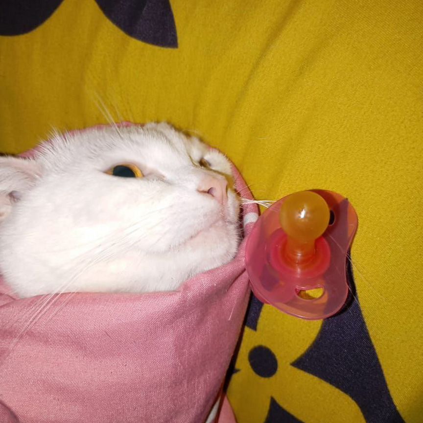 Кошка Два с половиной года