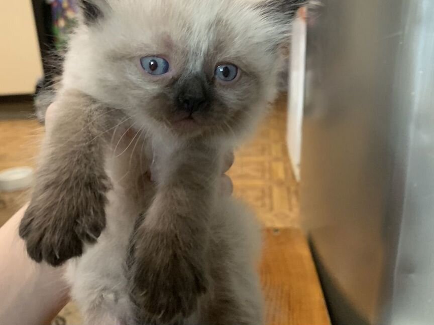 Котята нибелунг