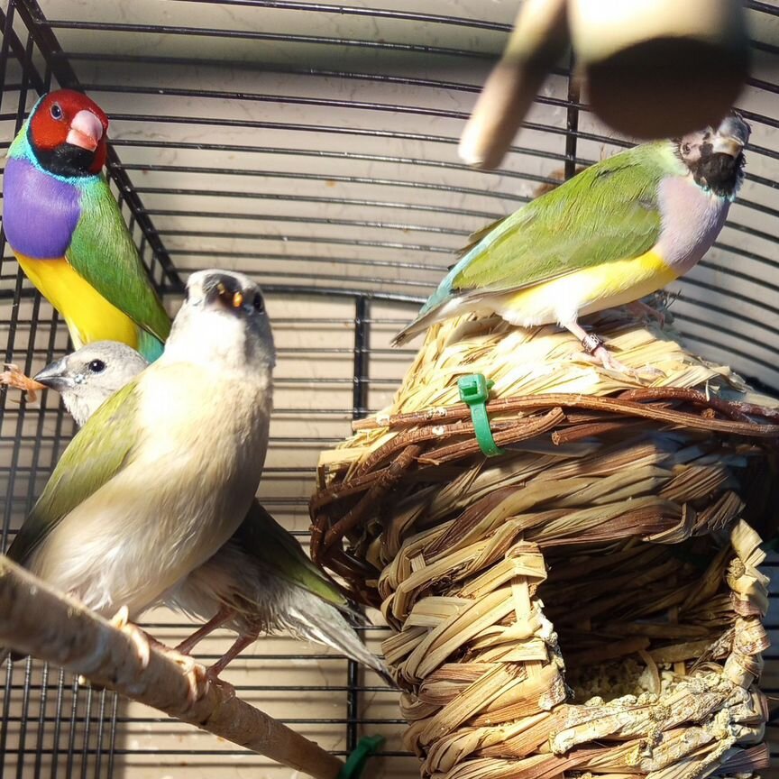 Амадины Гульда неопреды