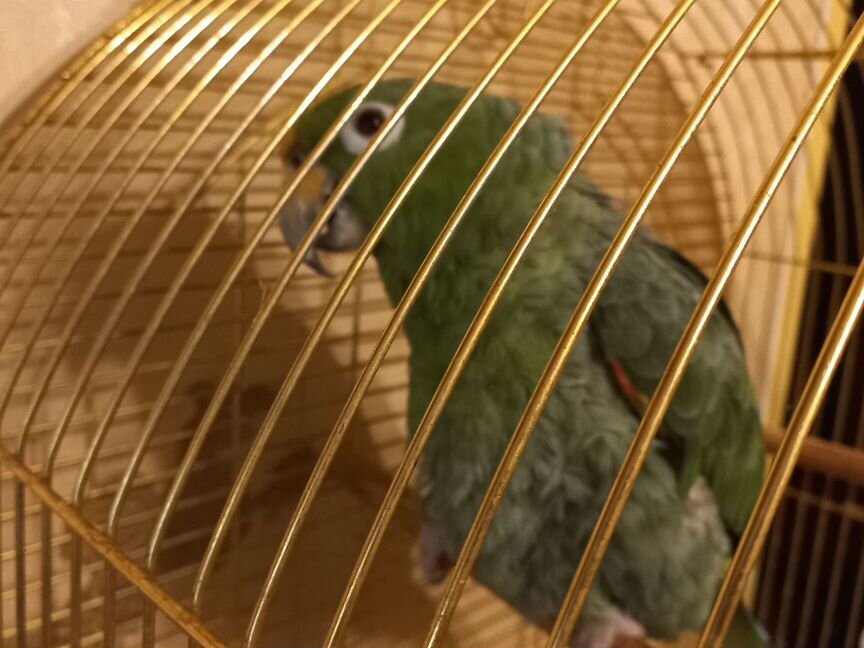 Попугай Амазон