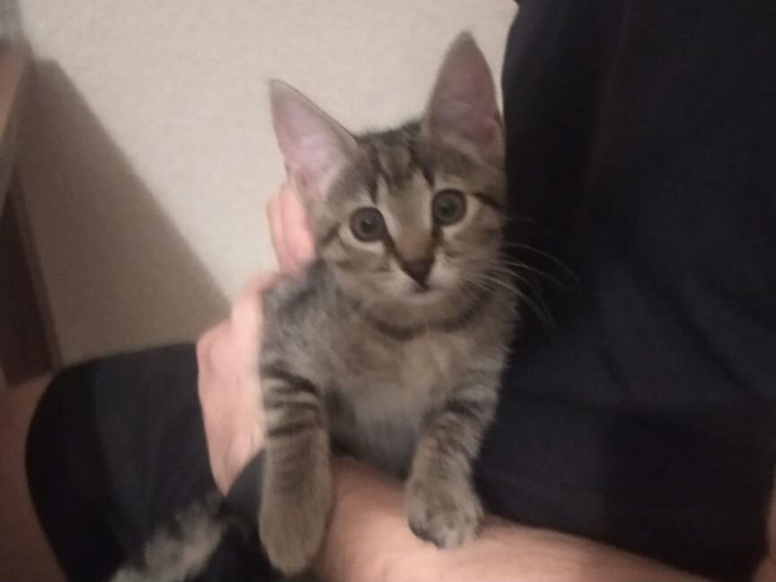 Котенкок девочка