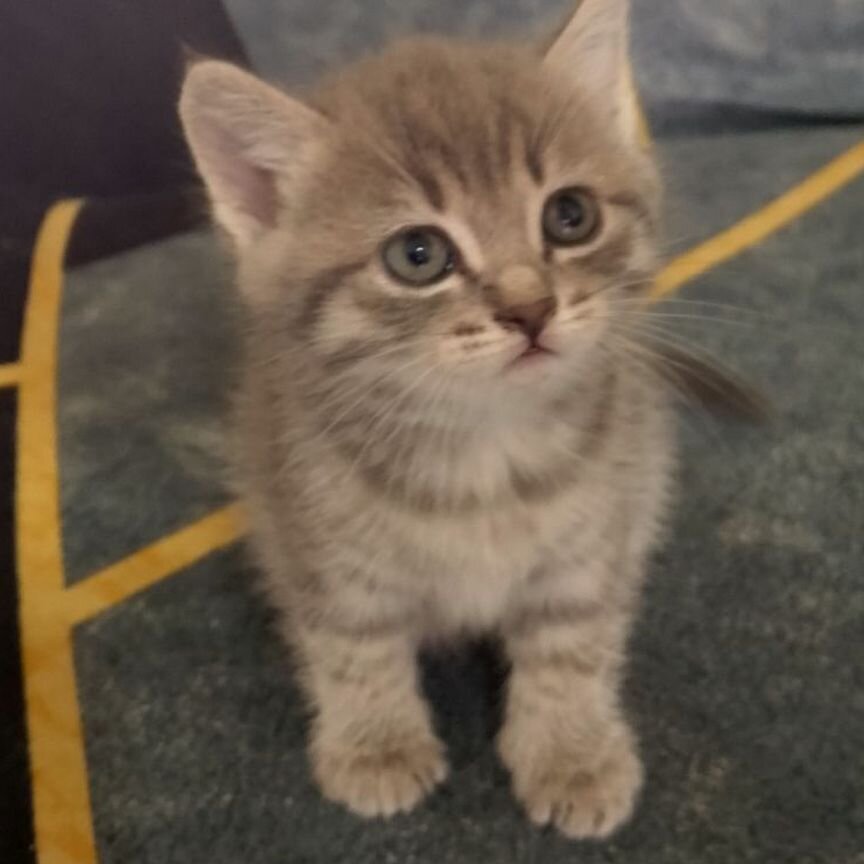 Шотландский вислоухий короткошёрстный котёнок