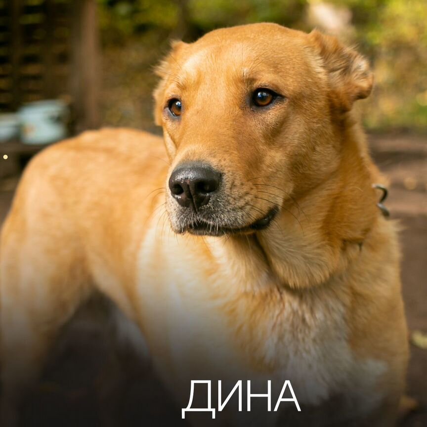 Взрослая собака из приюта