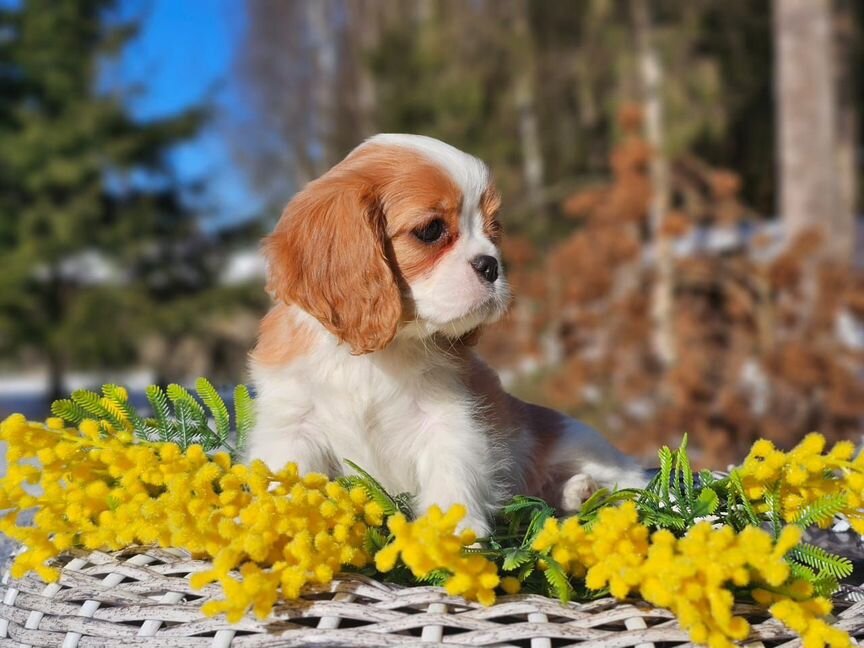 Кавалер Кинг Чарльз щенки