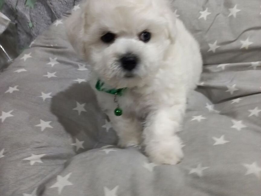 Бишон фризе мальчик одуванчик