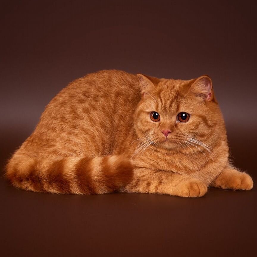 Британская кошка