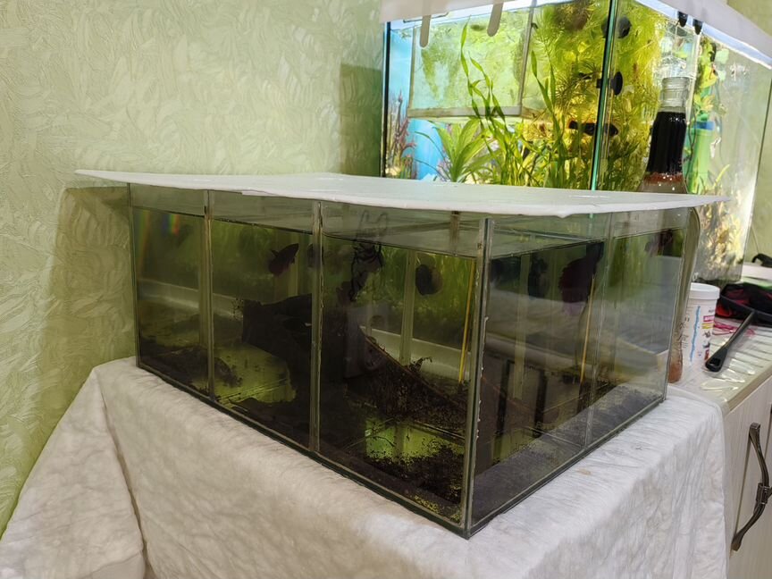 Секционный аквариум для рыбок петушков