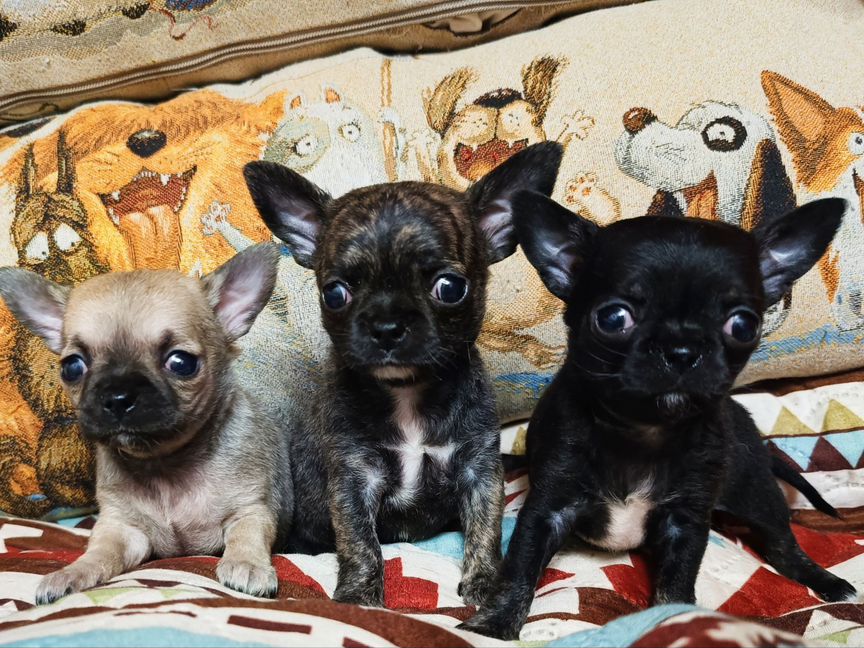 Щенки чихуахуа девочки