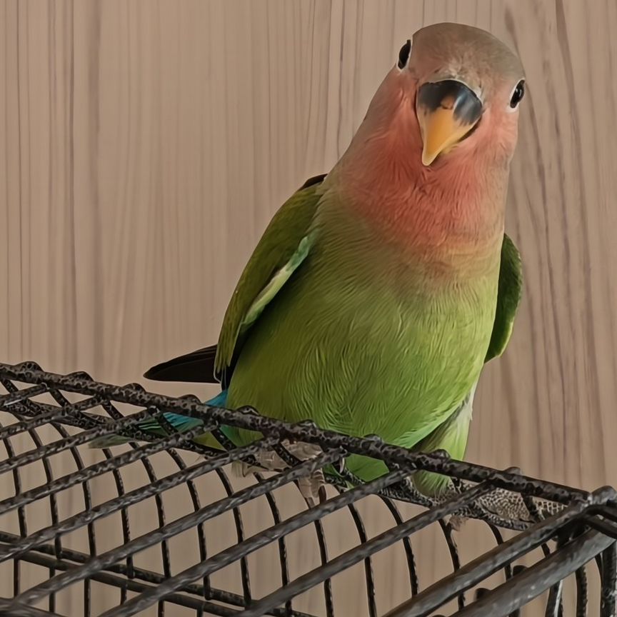 Попугай неразлучник