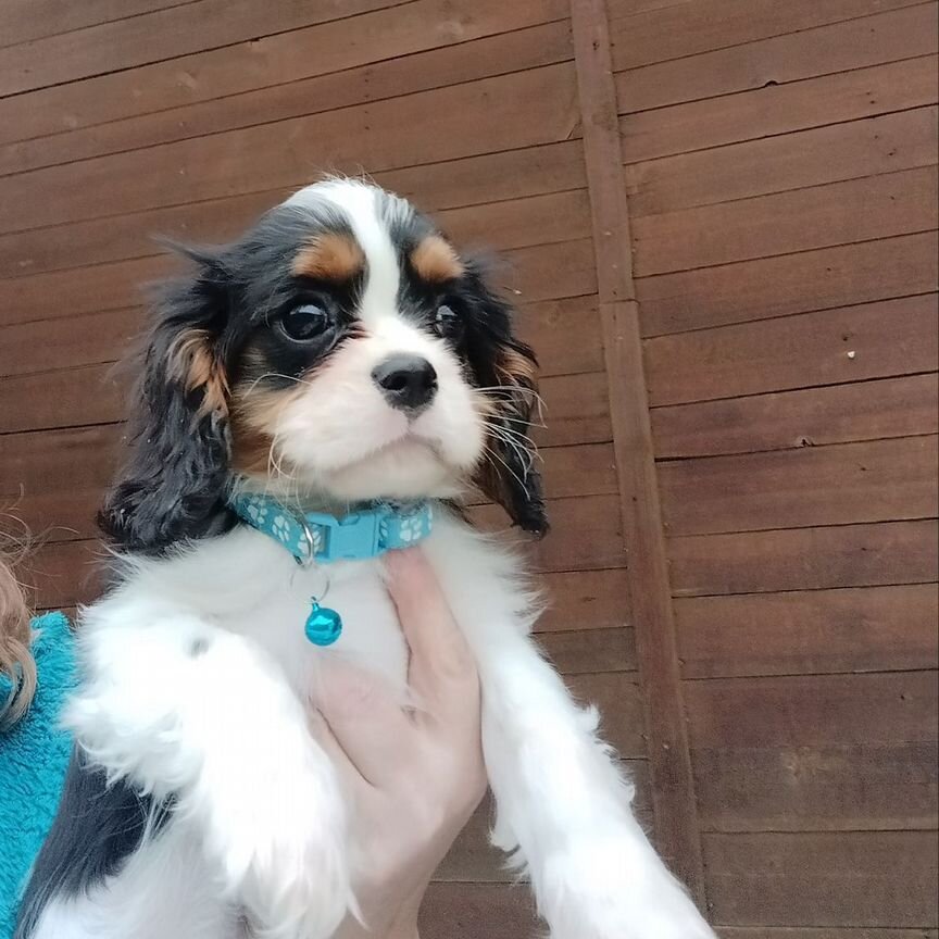 Кавалерчик