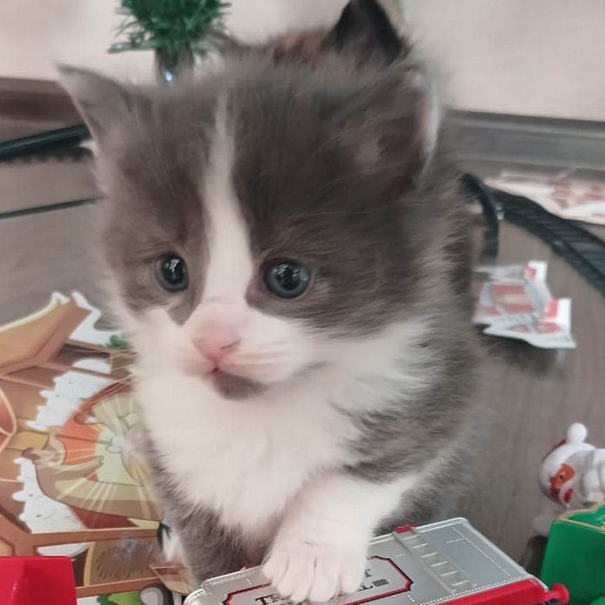 Котята от мамы-мейн-куна в добрые руки