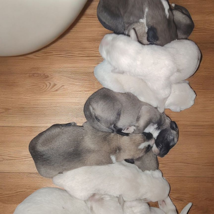 Среднеазиатская овчарка, щенок