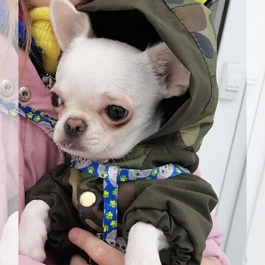 Чихуахуа мини