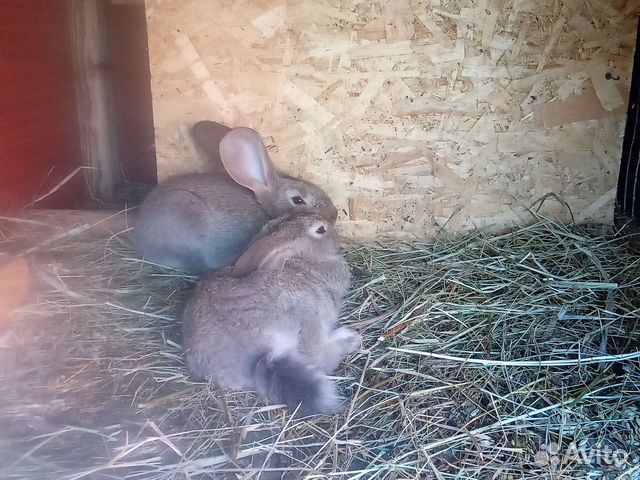 Кролики фландер 1, 5 месяцев 4шт