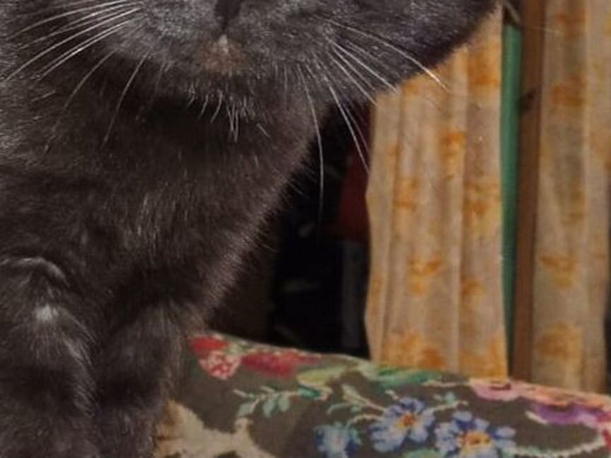 Потерялся котик