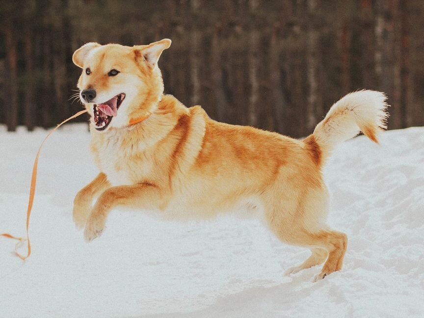 Джек ищет дом