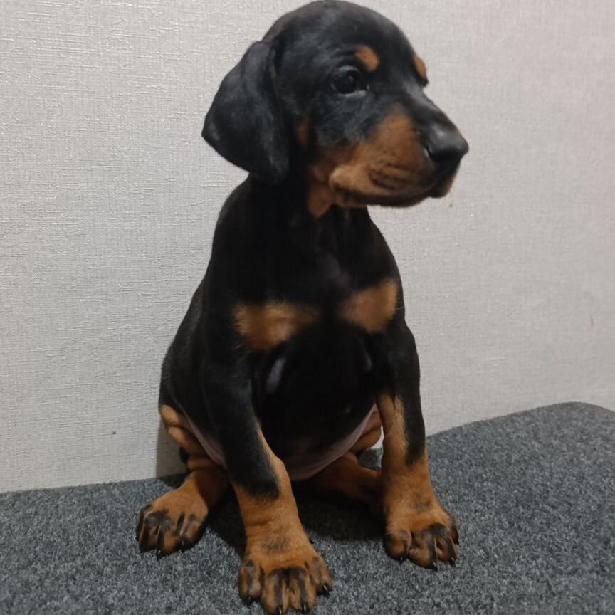 Доберман, щенок